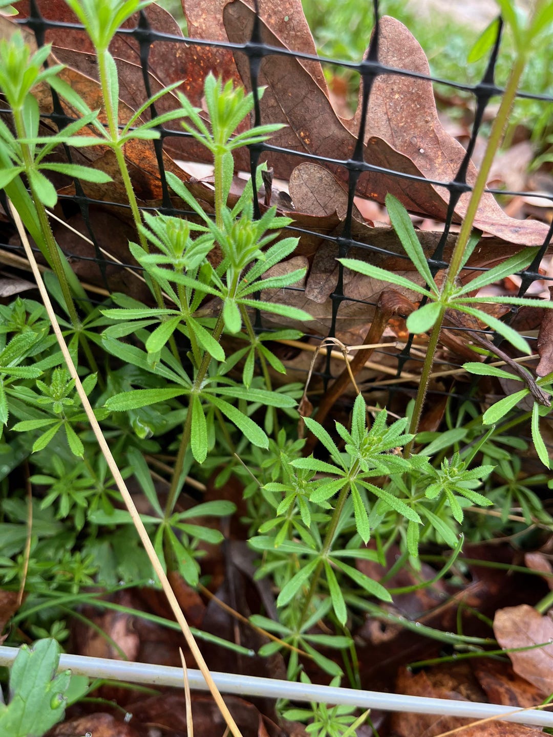 Cleavers Bedstraw Seeds: Edible Plant (5+ Seeds) - Etsy