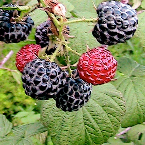 Raspberry Plant - Etsy