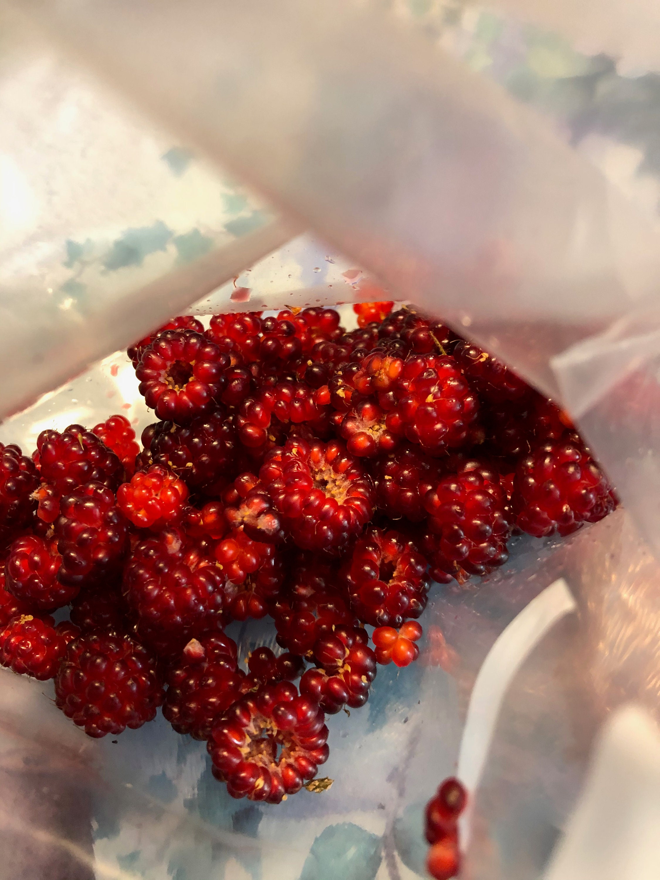 10 Japanese Wineberry Seeds also Known as Loganberry | Etsy