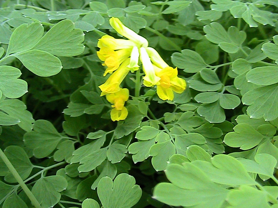 10 Yellow Bleeding Hearts Flower Seeds -corydalis Lutea - Etsy