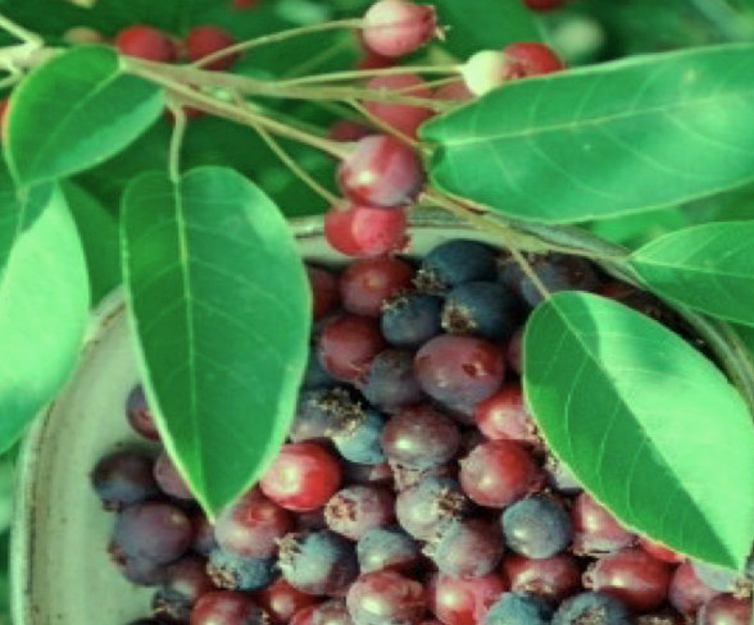 5 Juneberry Seeds amalanchier Canadensis - Etsy