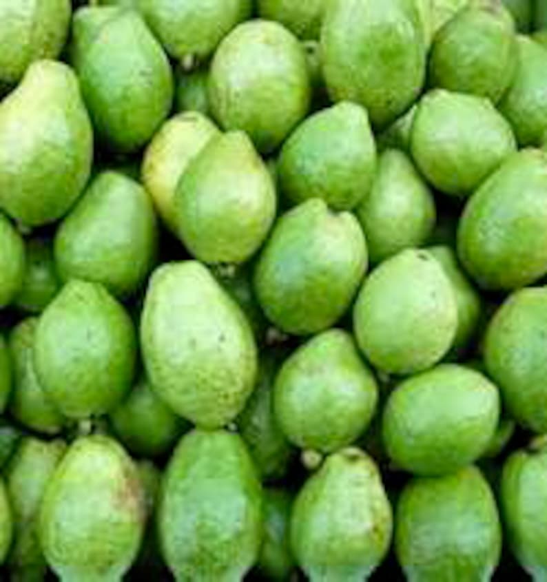 15 Apple Guava Seeds Sweet Tropical Fruit - Etsy
