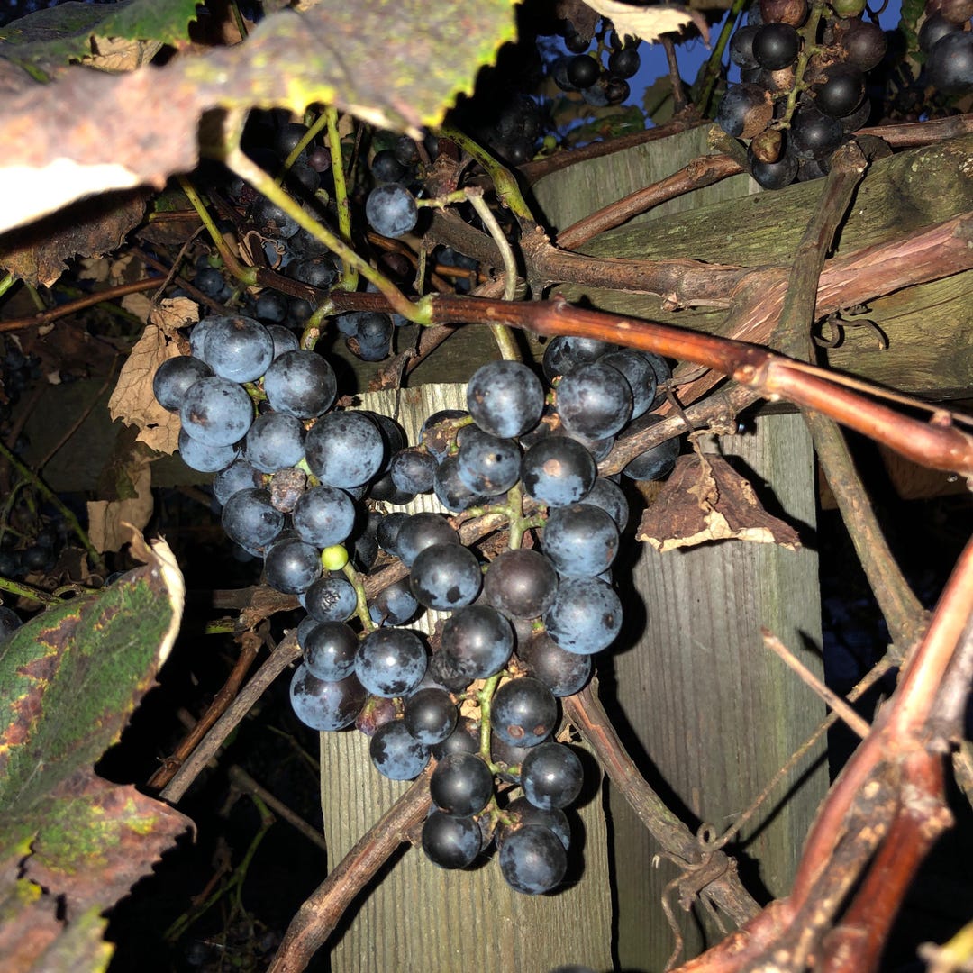 25+ Summer Grape Seeds -pennsylvania Heirloom - Etsy