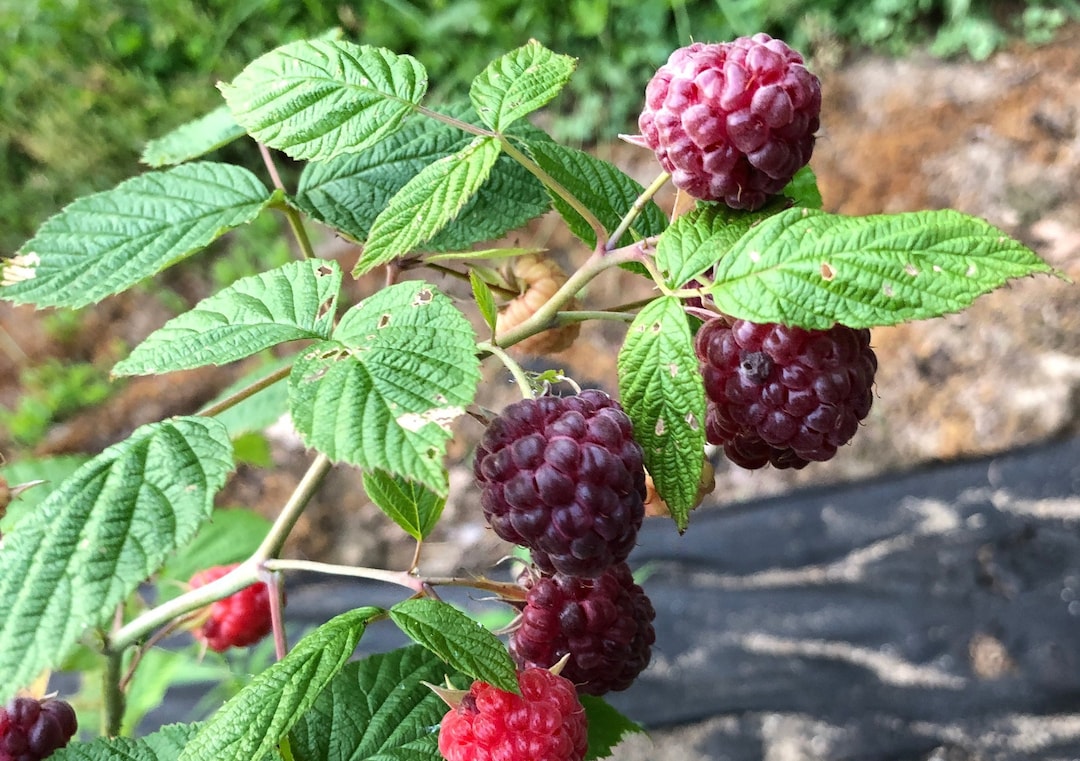 15 Purple Raspberry Seeds -rubus Neglectus - Etsy