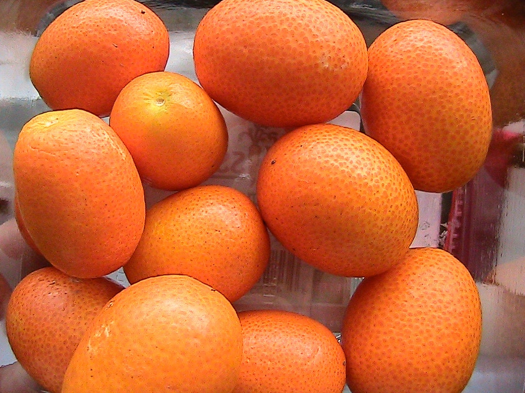 10 Kumquat Citrus Tree Seeds fresh Harvested - Etsy
