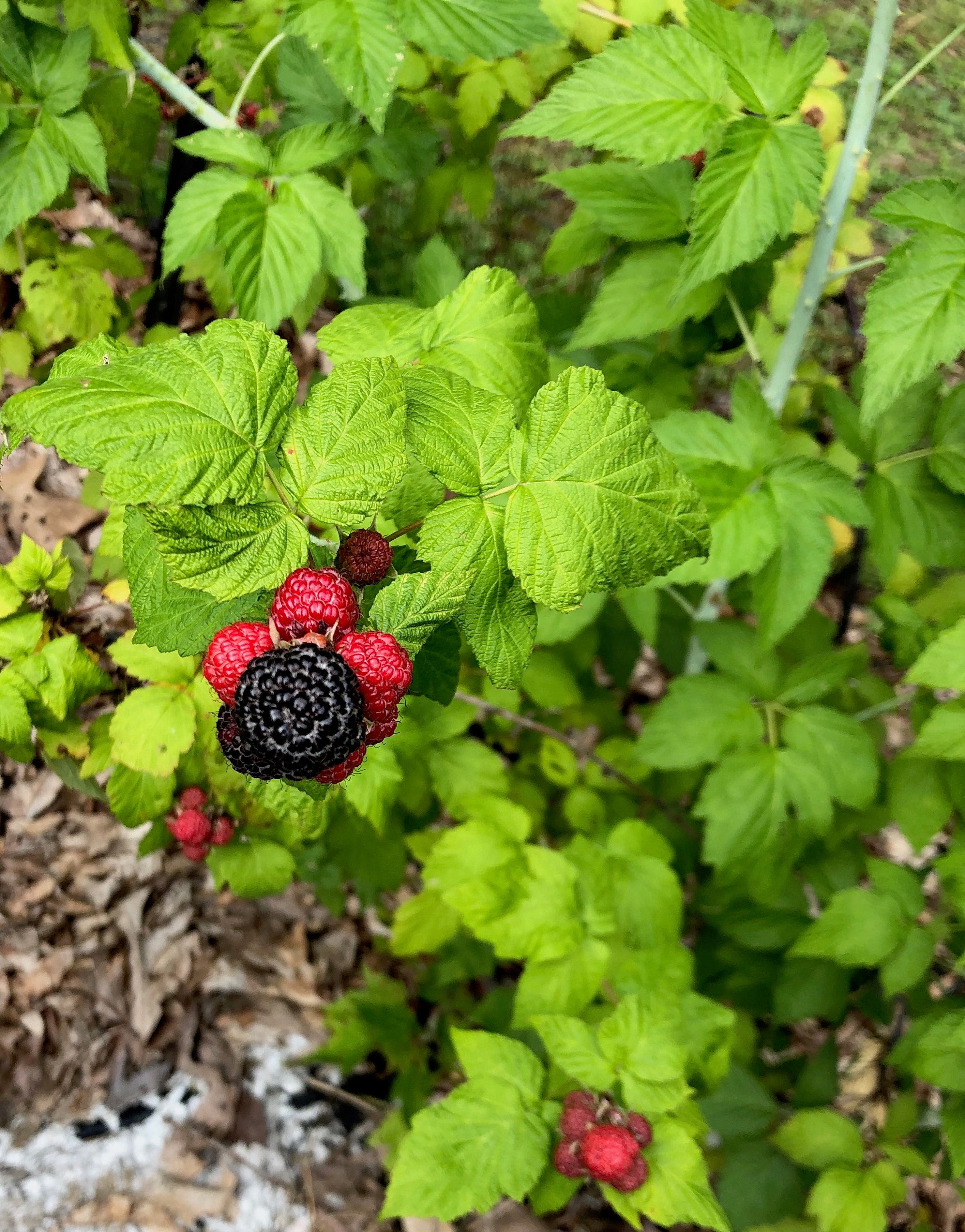15 Jewel Black Raspberry Seeds large Berries - Etsy