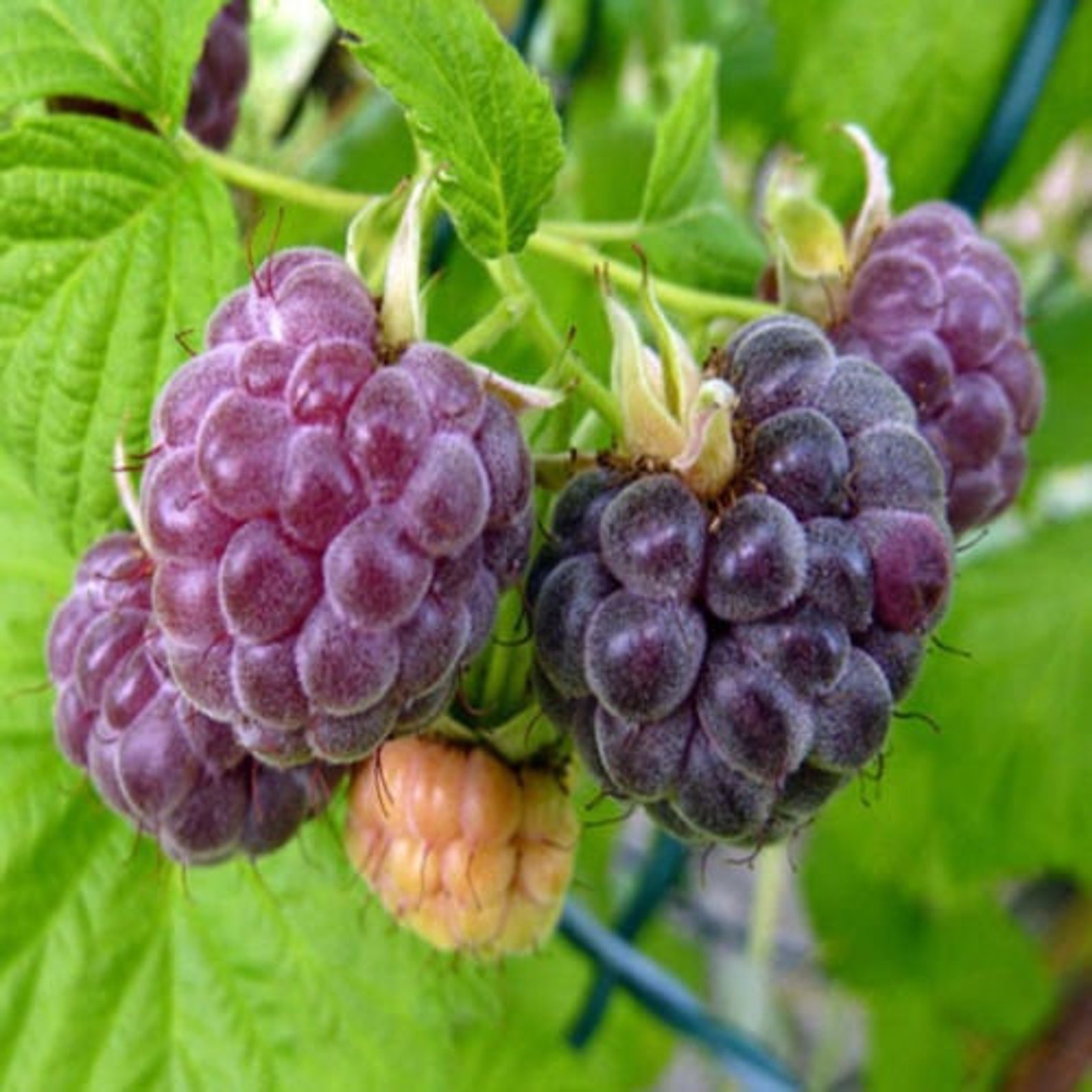 50 Purple Raspberry Seeds rubus Neglectus - Etsy