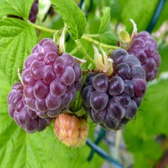 10 Purple Raspberry Seeds - Etsy