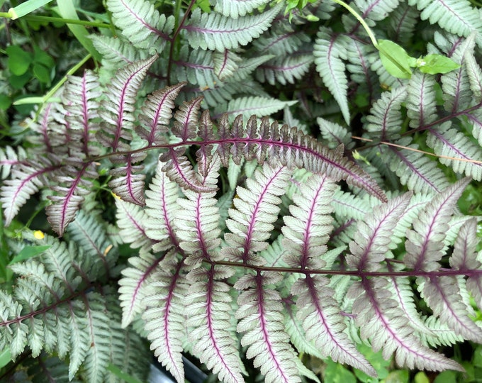 5 Pack Hardy Ferns Spores Gift Bundle, Ostrich Fern, Japanese Painted ...