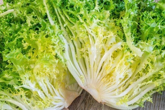 10 Endive Seeds | Etsy