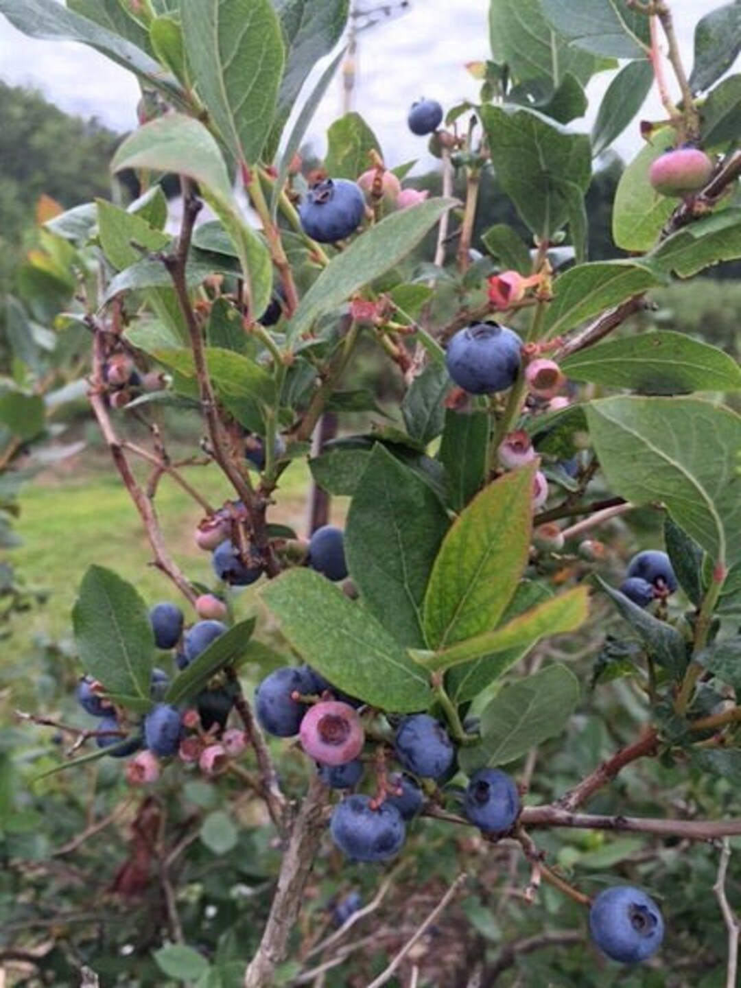 25 Northern Mix Blueberry Seeds cold Hardy - Etsy