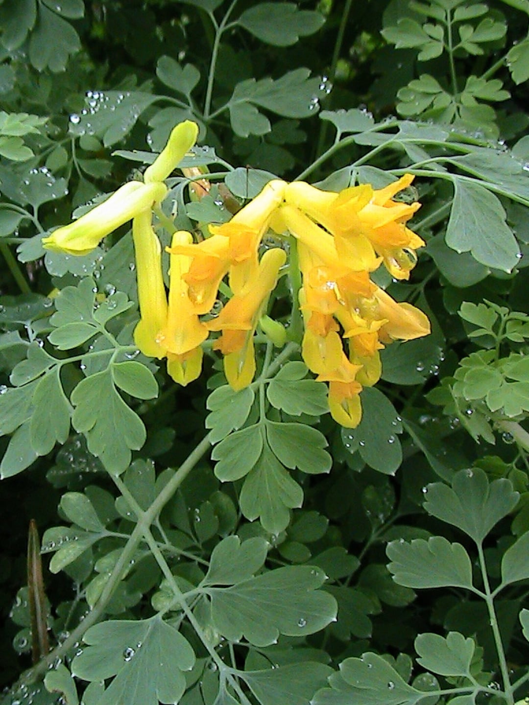 10 Yellow Bleeding Hearts Flower Seeds -corydalis Lutea - Etsy