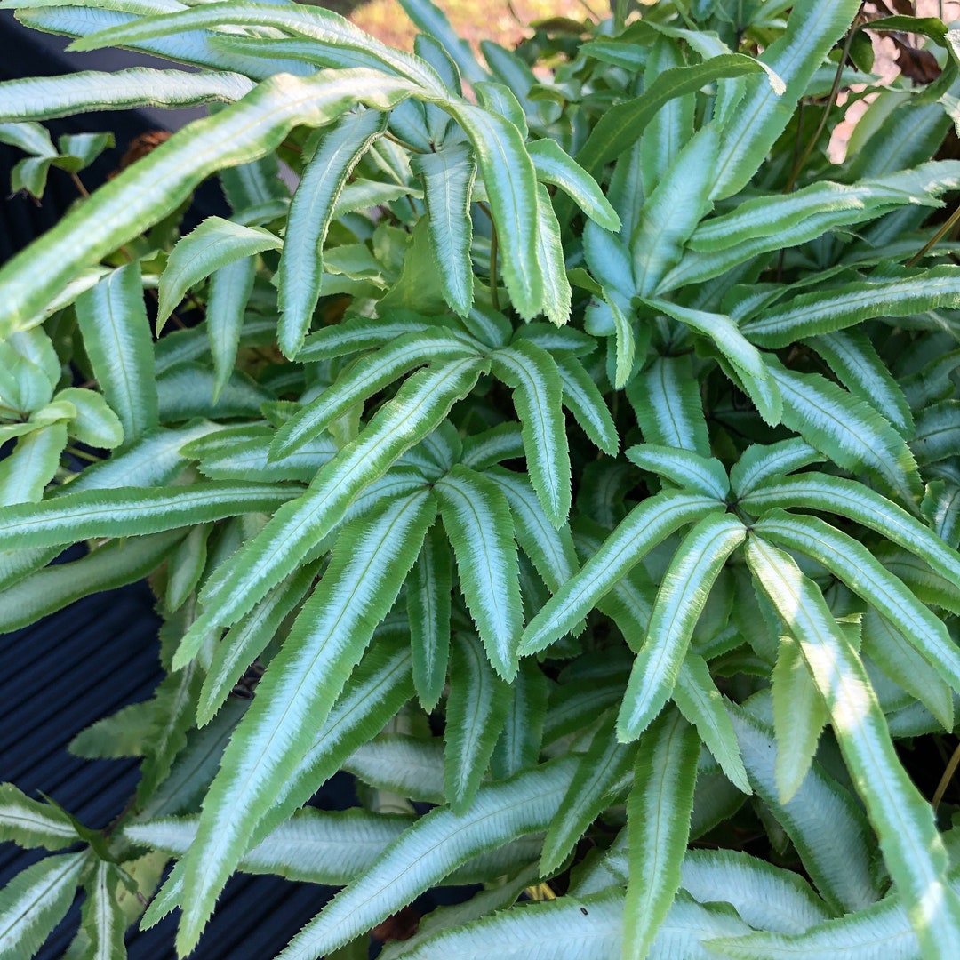 Albo Pteris Ribbon Fern Spores 50+ (seeds) Houseplant - Etsy