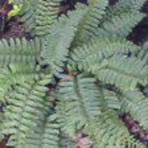 400 Polystichum Acrostichoides Fern Spores/seeds - Etsy