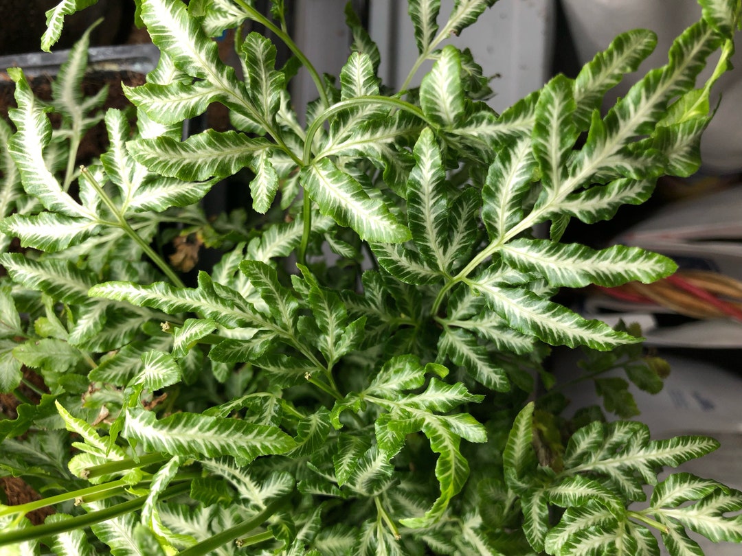100 Silver Lace Houseplant Fern Spores (seeds) -pteris Cretica - Etsy