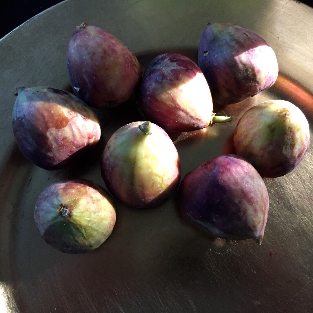 10 Sweet King Fig Seeds - - Etsy