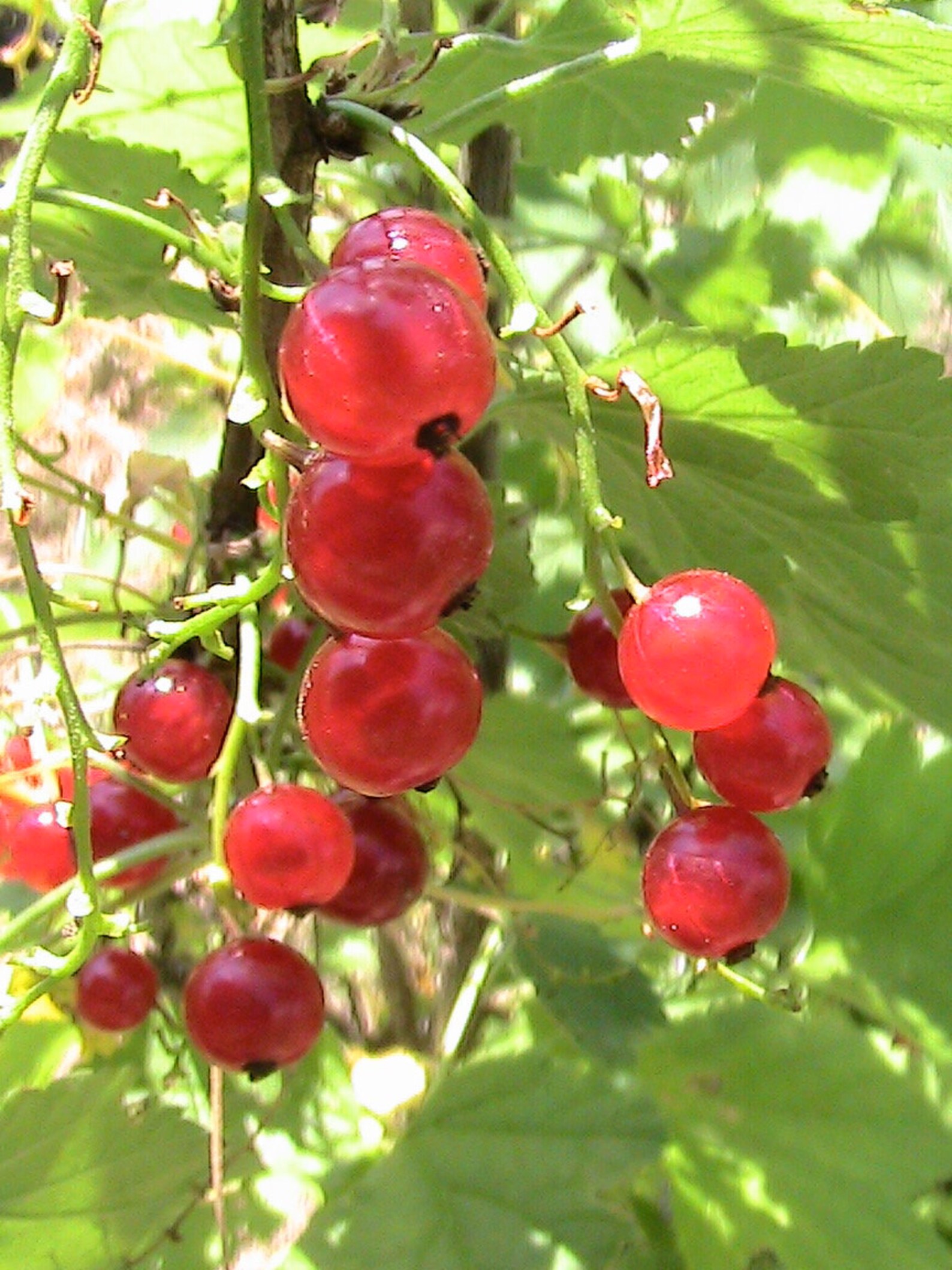 Perfection Red Currant 10+ Seeds - Etsy