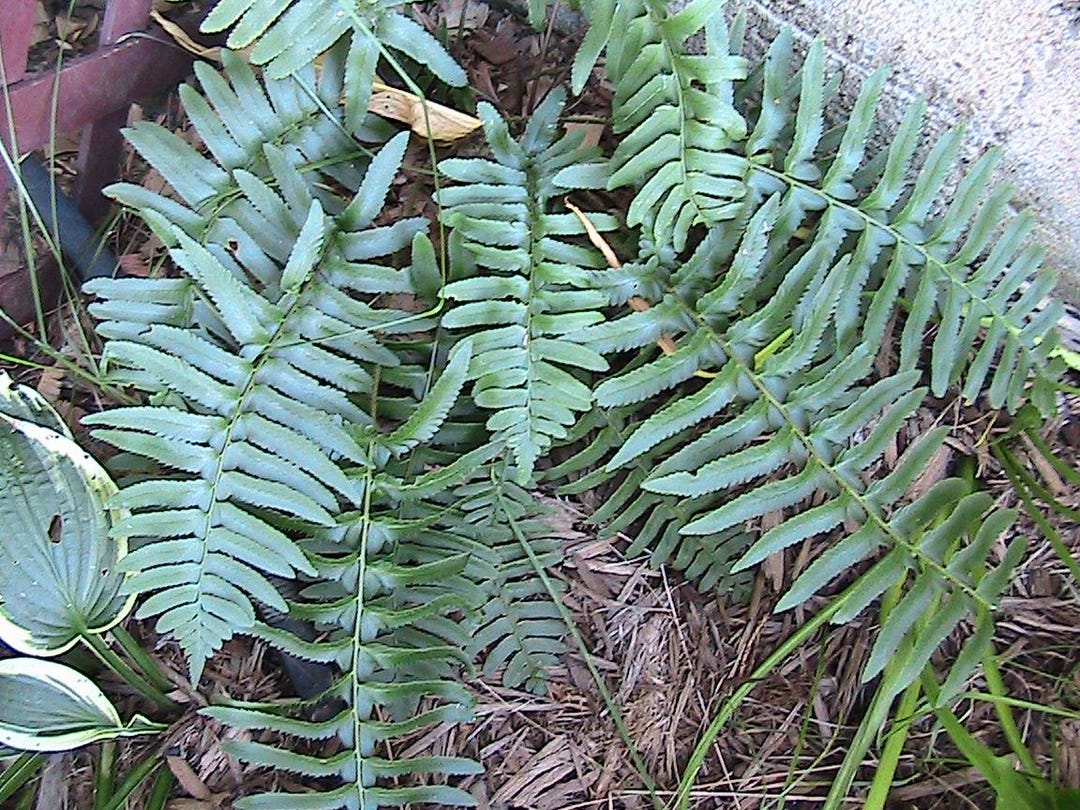 400 Polystichum Acrostichoides Fern Spores/seeds - Etsy