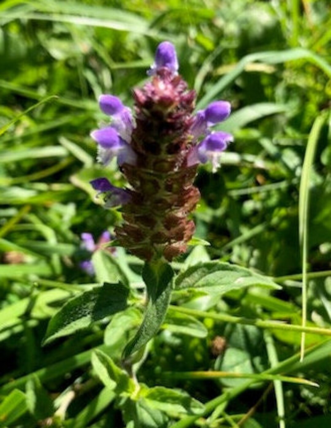 10 Selfheal Allheal Prunella Seeds attracts Pollinators to the Garden ...