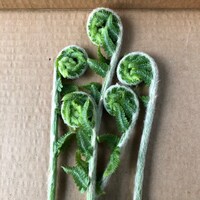 Fiddlehead - Etsy