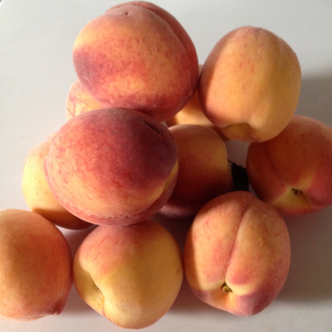 5 Zone 5 Hardy Peach Tree Stem 10 Boutures Zone 5 Hardy | Etsy