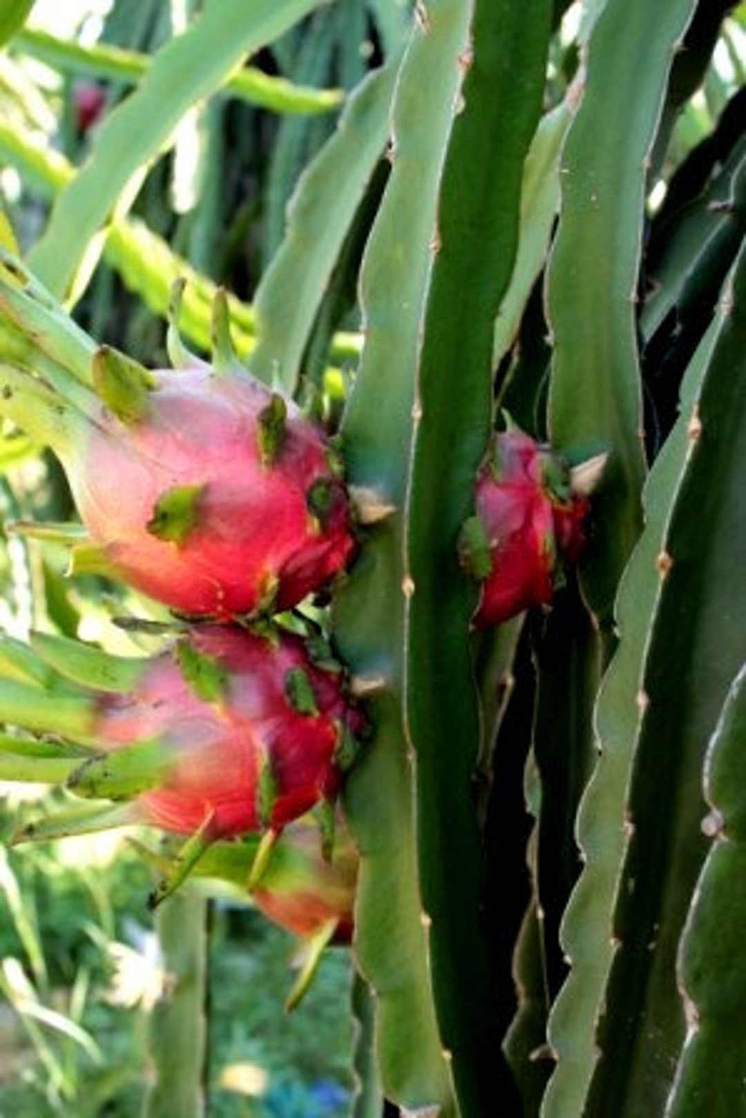 Dragonfruit Pitaya Plant Starter Plant lay on Soil and It - Etsy