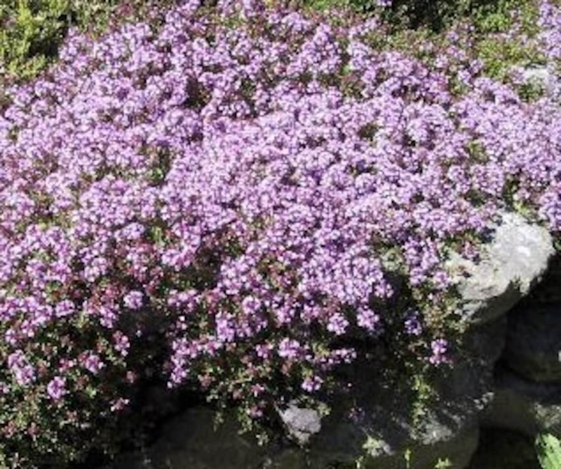 20 semillas de tomillo rastrero Thymus - Etsy España