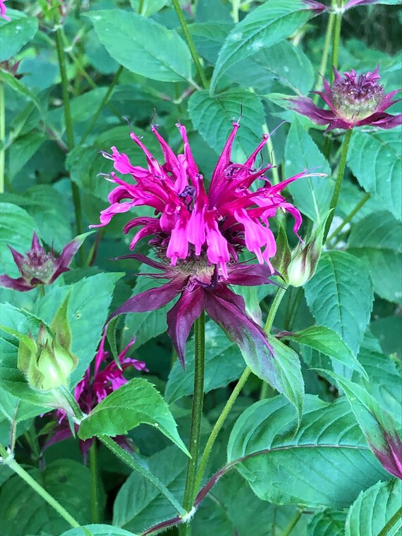Purple Bee Balm Plant