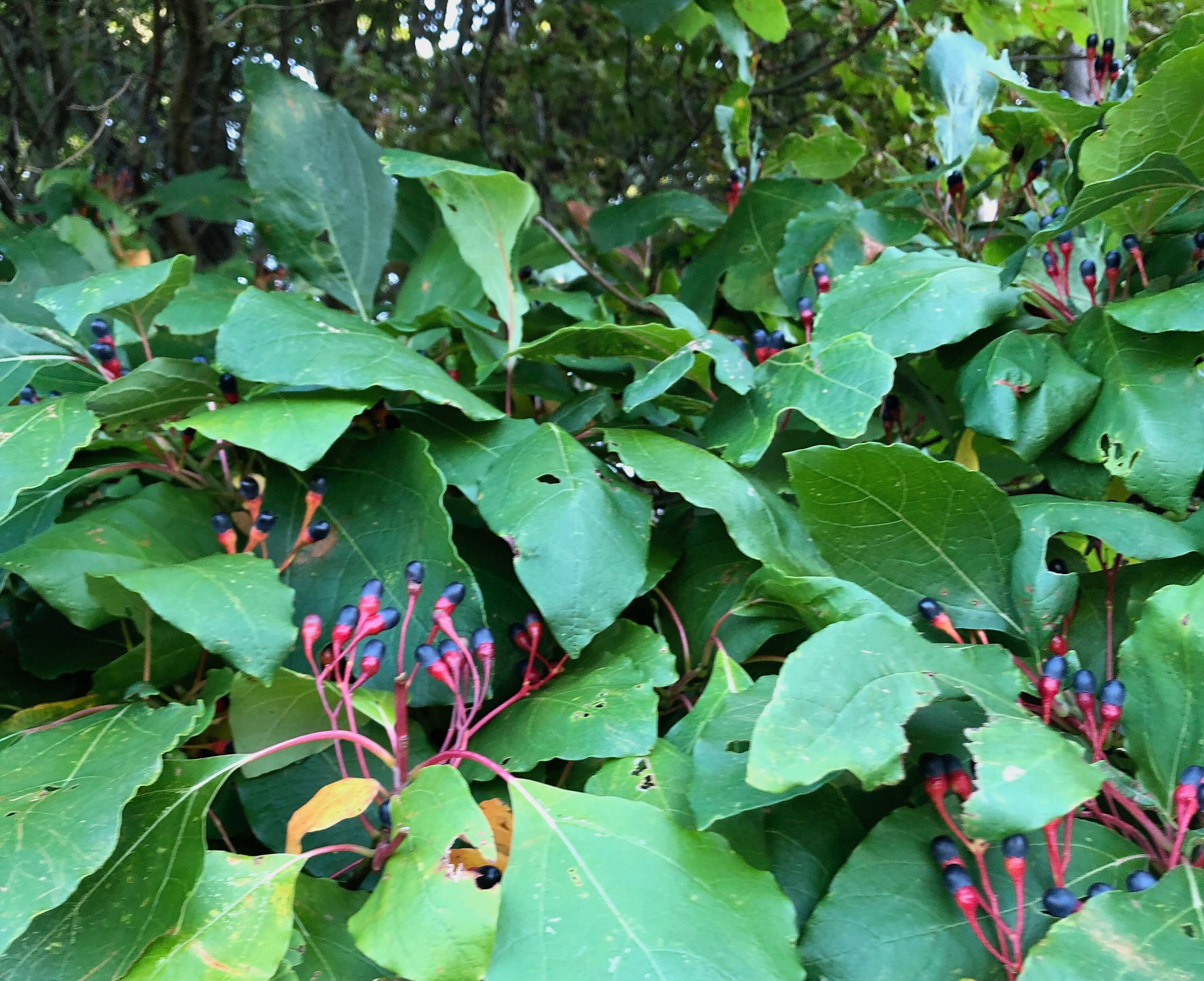5 Sassafras Albidum Seeds - Grow Your Own Trees - Etsy