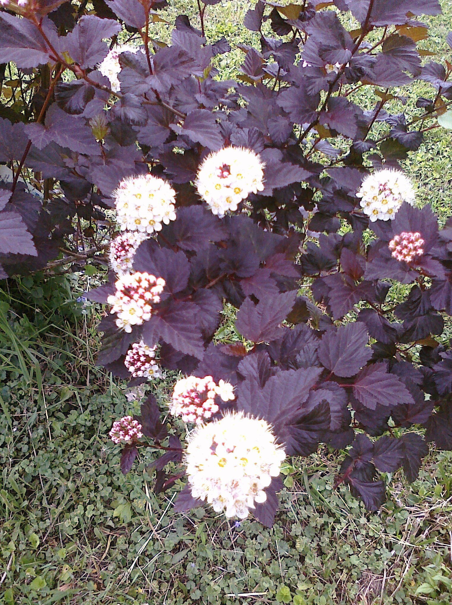 5 Black Beauty Ninebark Seeds Purple/black Foliage Shrub - Etsy