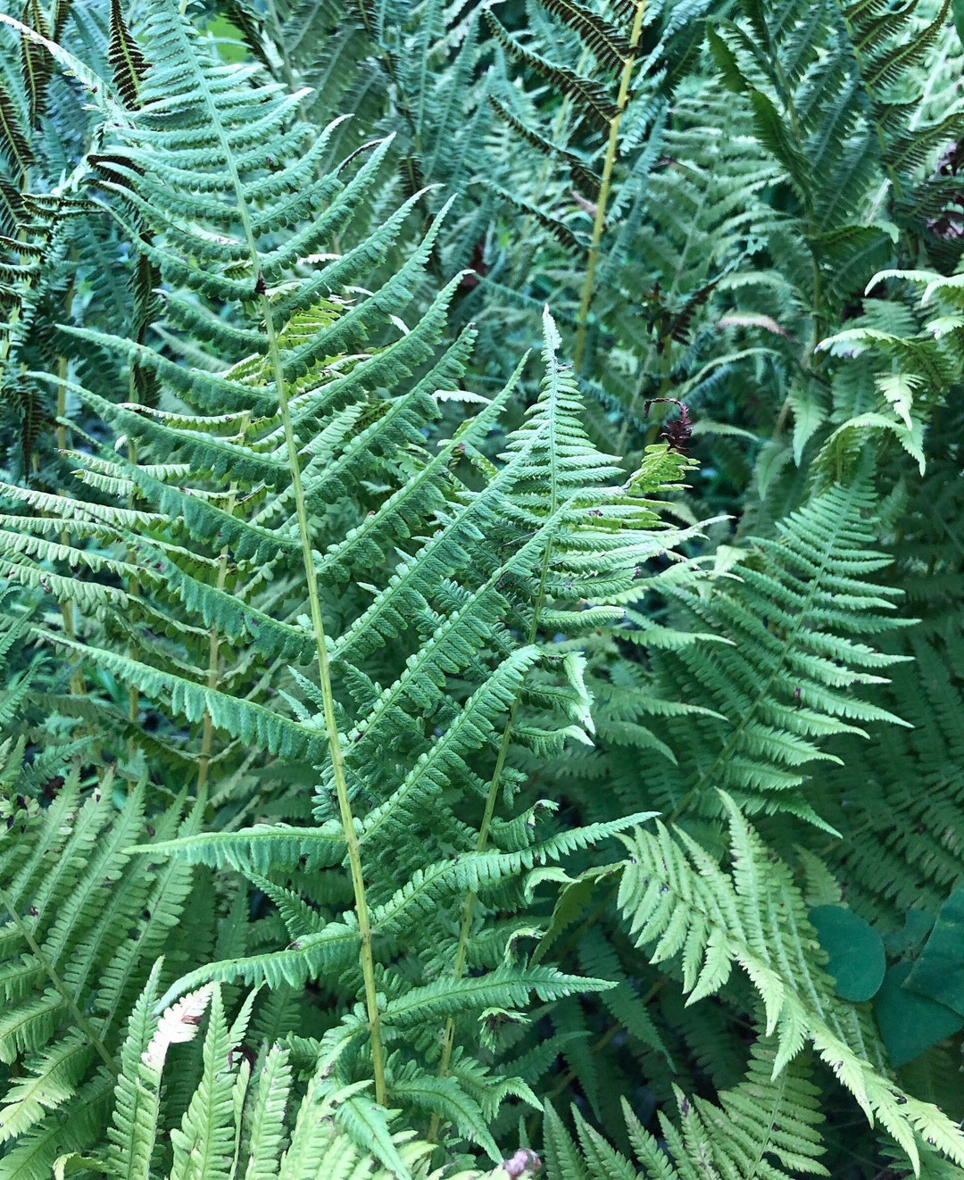 250 Glade Fern Spores Seeds-(diplazium Pycnocarpon) - Etsy