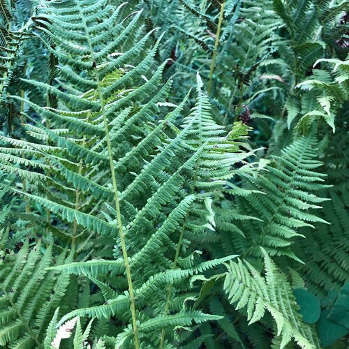 250 Glade Fern Spores Seedsdiplazium Pycnocarpon - Etsy