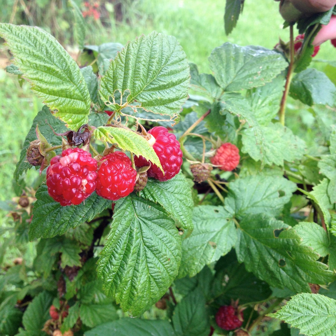 50 Red Raspberry Seeds - Etsy