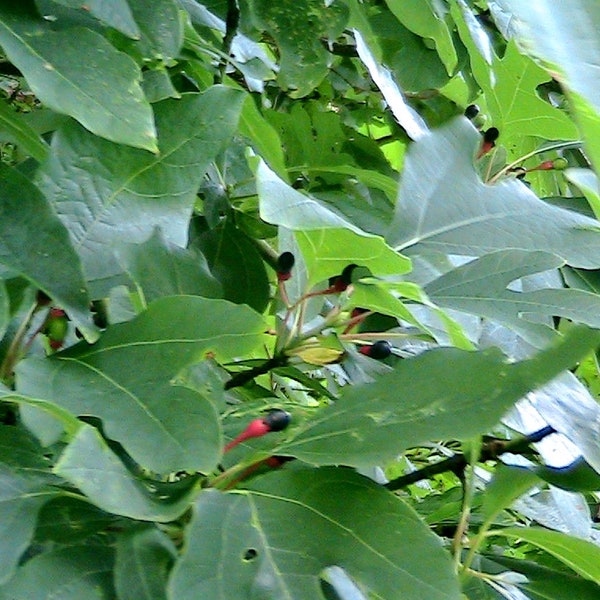 Sassafras Tree Seeds - Etsy