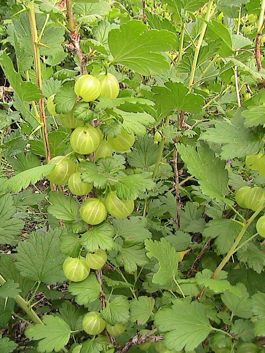Gooseberry Shrub