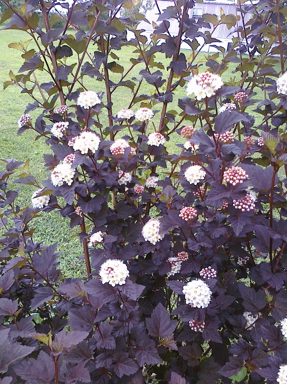 5 Black Beauty Ninebark Seeds Purple/black Foliage Shrub - Etsy