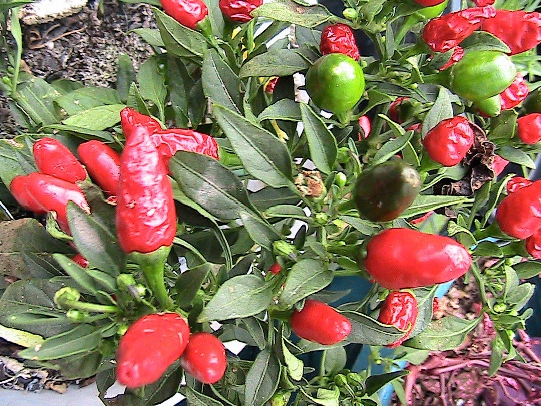 10 Thai Chili Peppers Seeds spicy Hot - Etsy