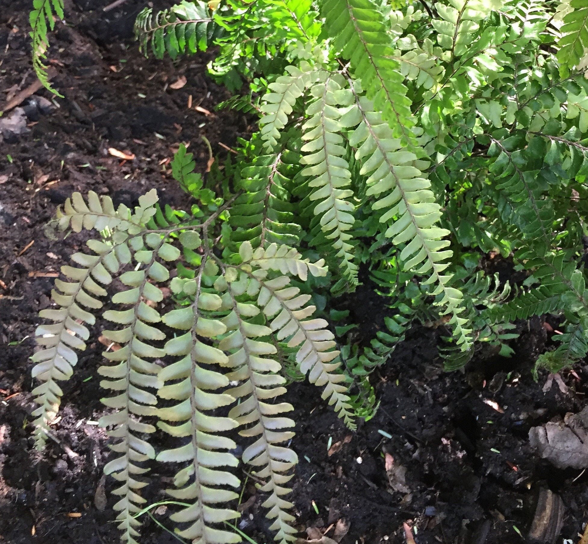 220 Maidenhair Fern Spores Seeds - Etsy Sweden