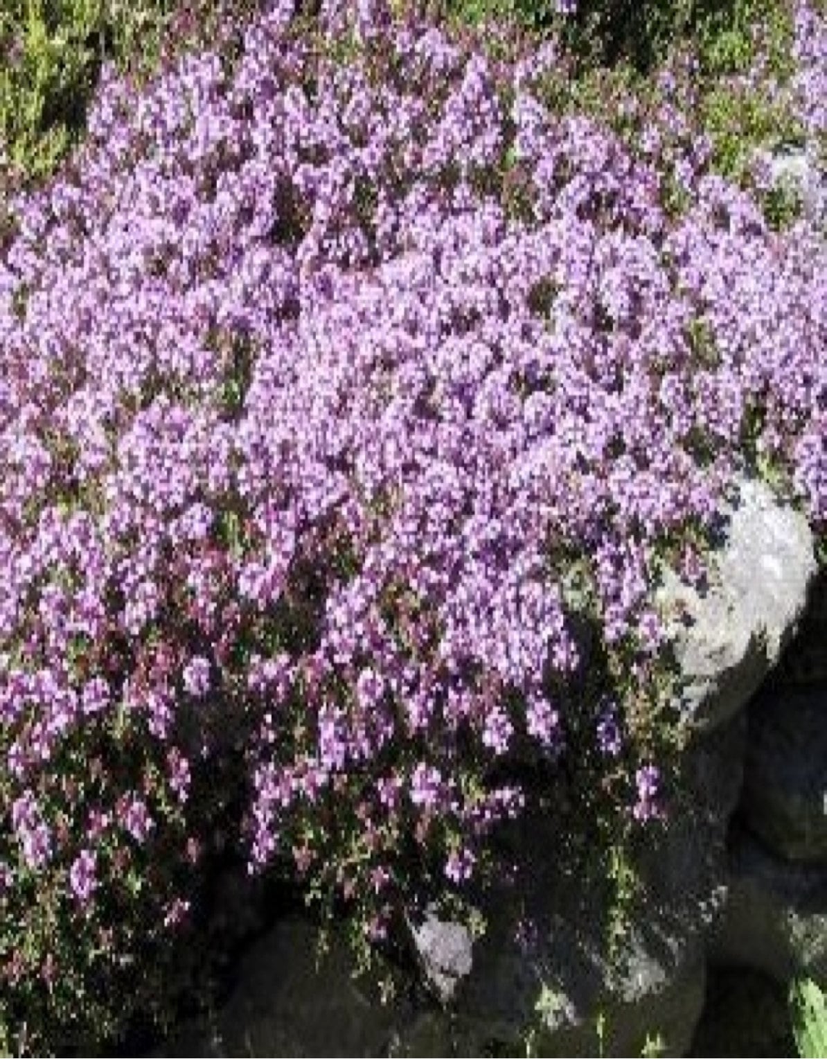 20 semillas de tomillo rastrero Thymus - Etsy España