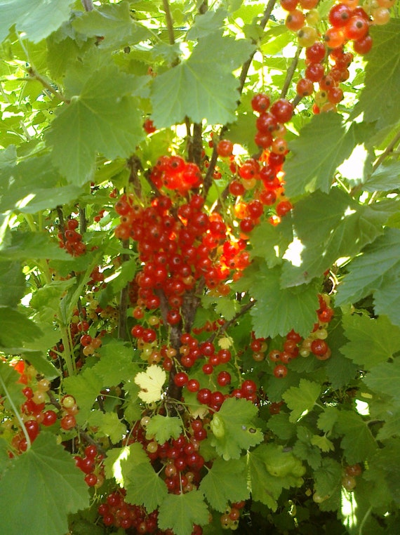 50 Red Lake Currant Seeds - Etsy