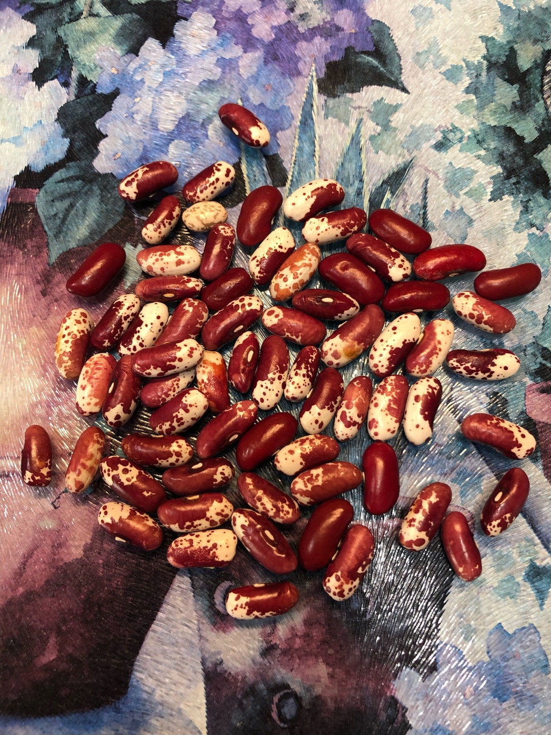 15 Jacob's Cattle Bean Seeds heirloom Garden Beans - Etsy