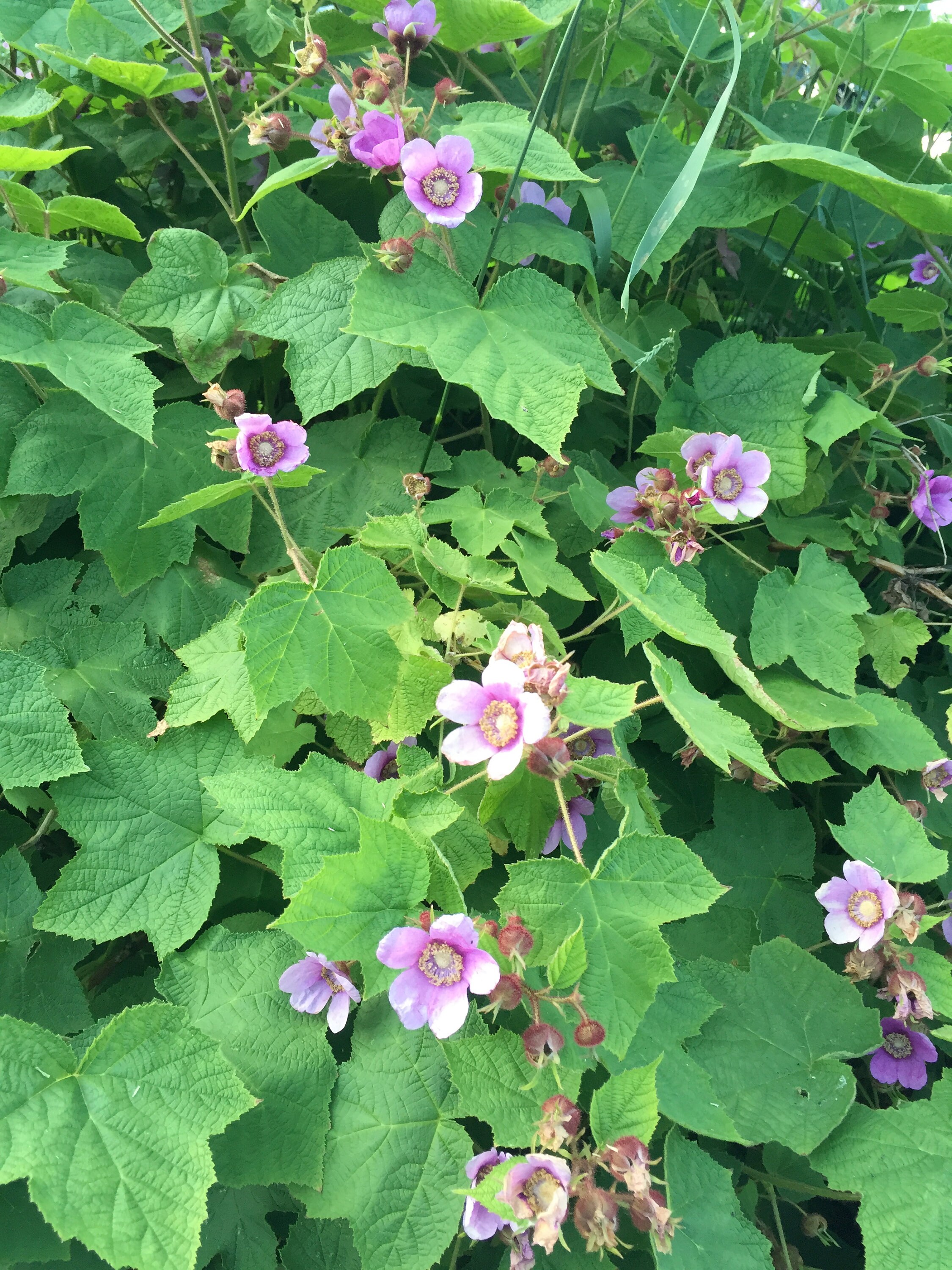 10 Purple Flowering Thimbleberry Seeds - Etsy