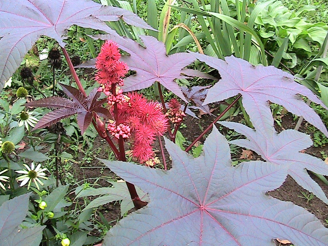 5 Dwarf Red Spire Castor Seeds -dark Burgundy Color Foliage - Etsy