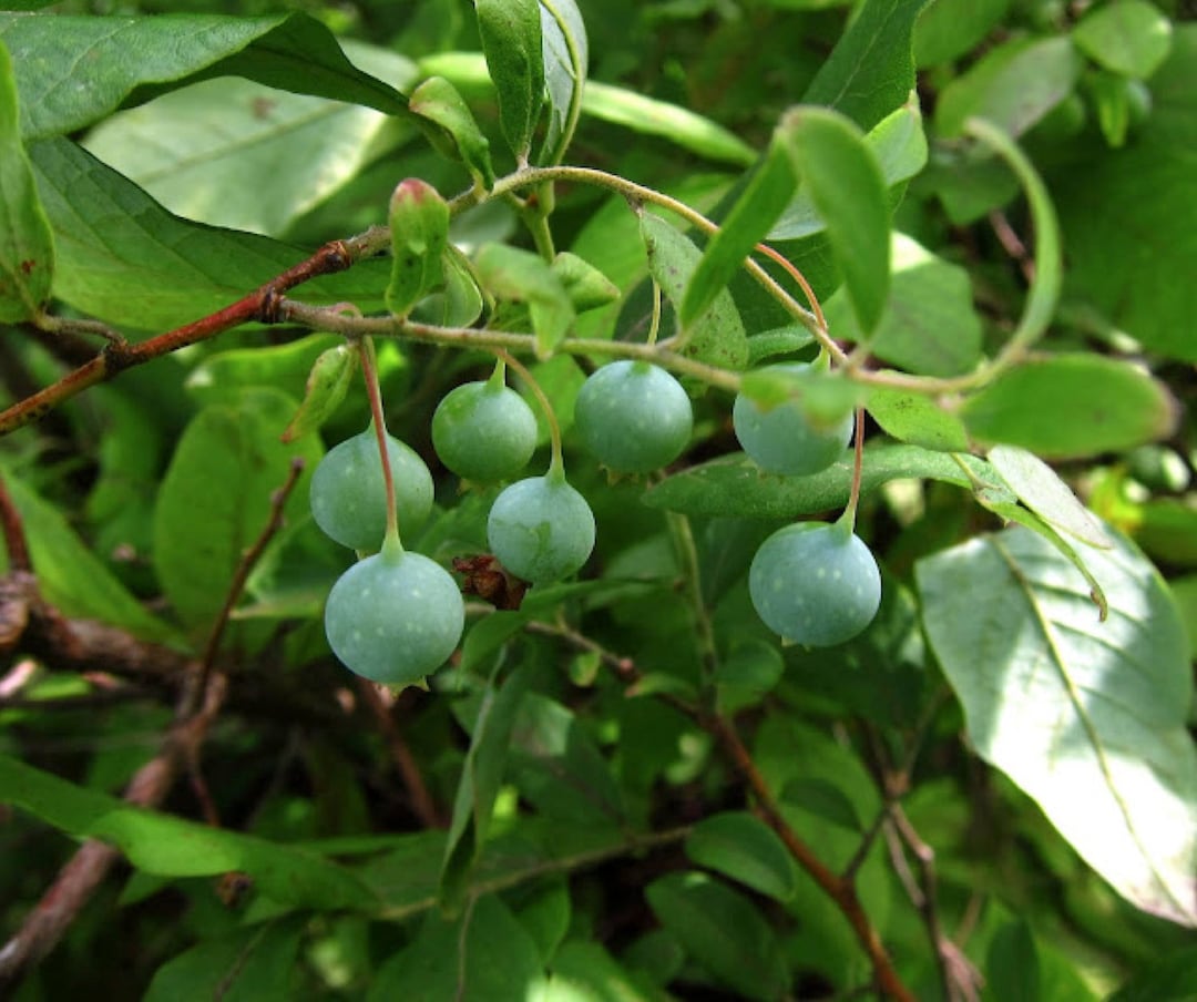 10 Deerberry Seeds, Native Berry Bush. - Etsy
