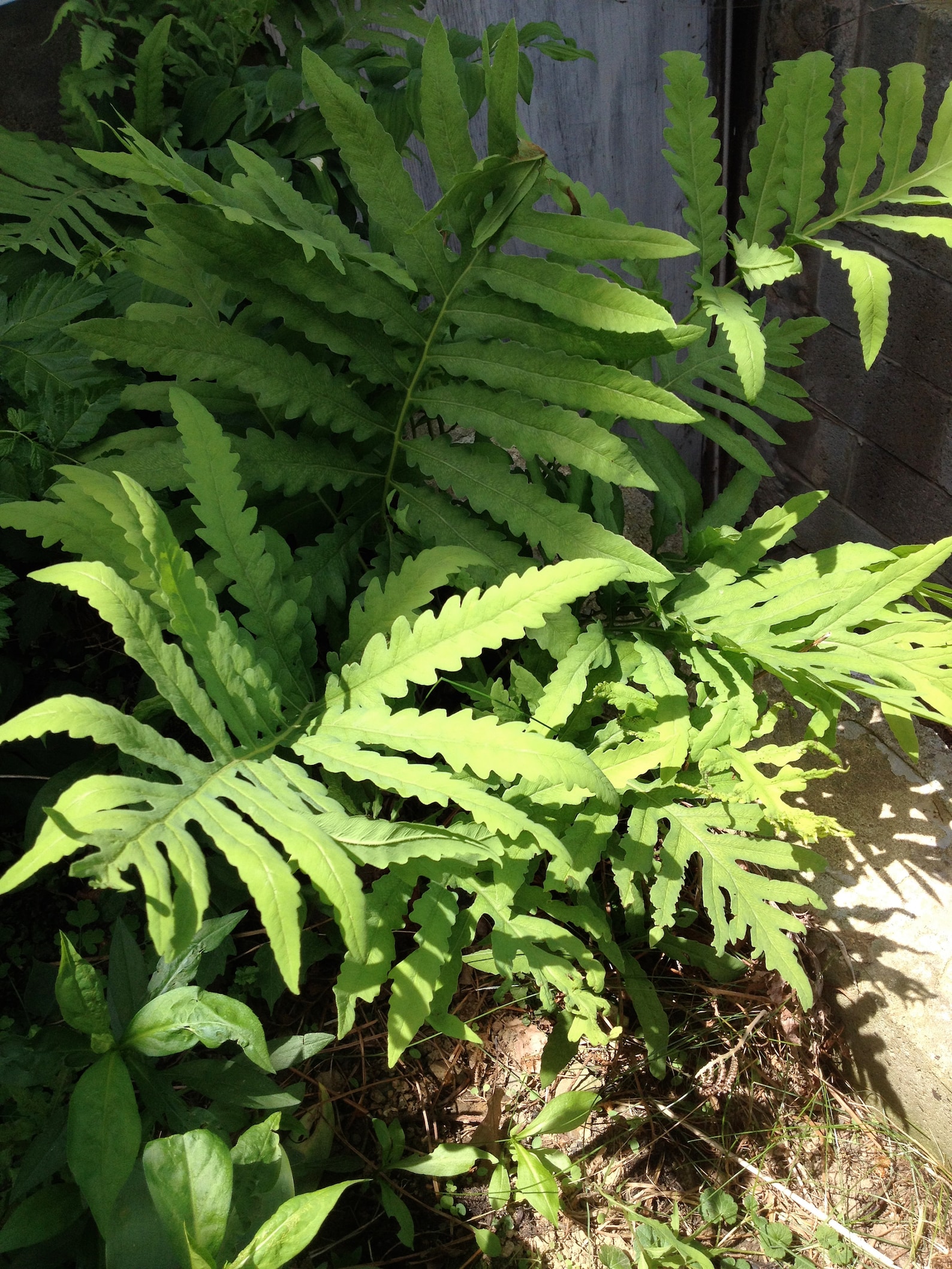 300 Sensitive Fern Spores/seeds Fiddlehead Fern - Etsy