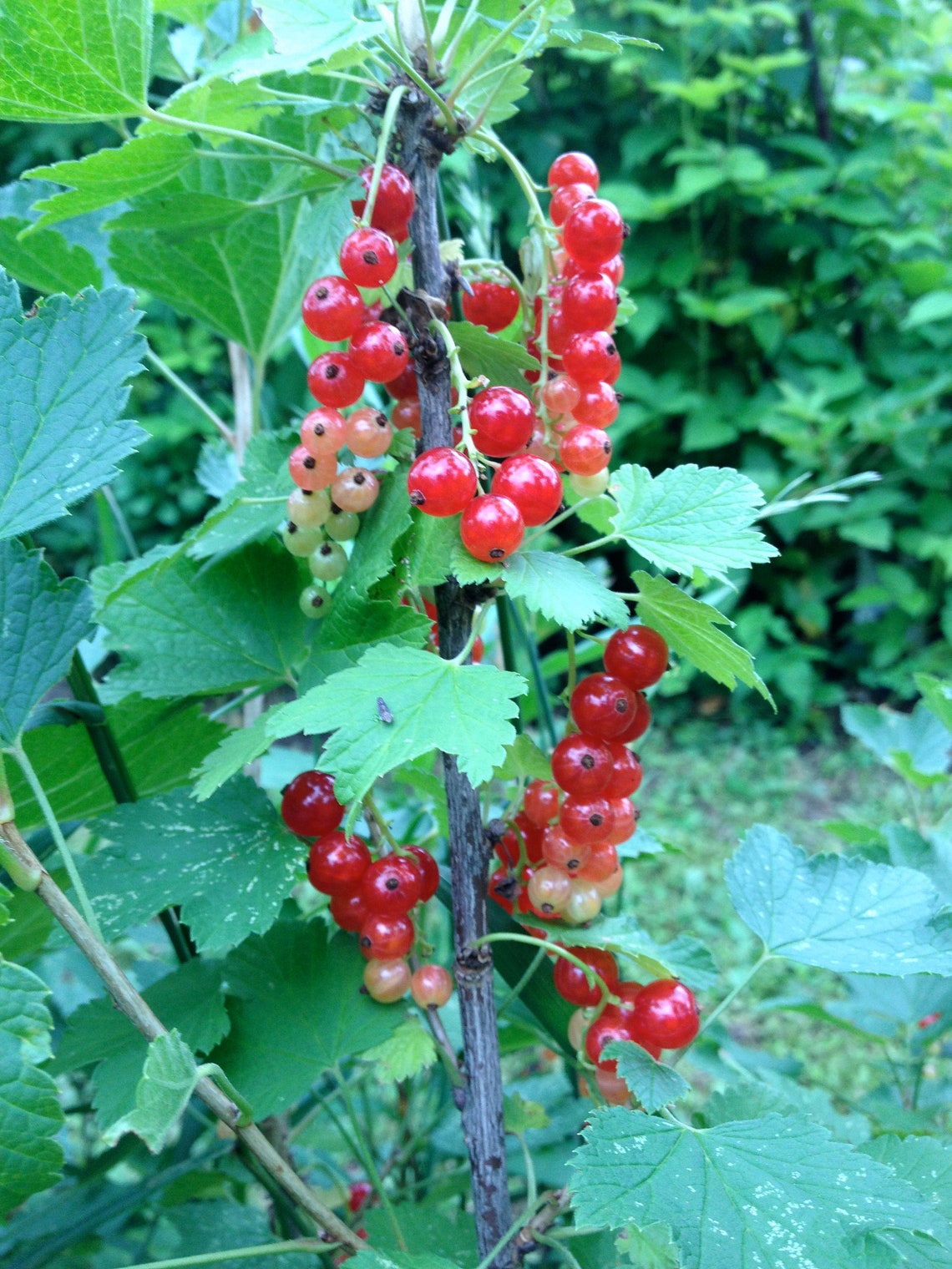 50 Red Lake Currant Seeds - Etsy