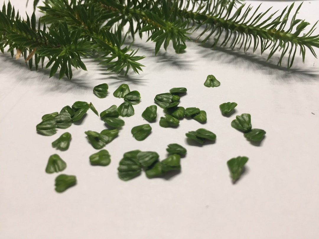 5 Shining Club Moss Gemmae Huperzia embryonic Plant Starter - Etsy