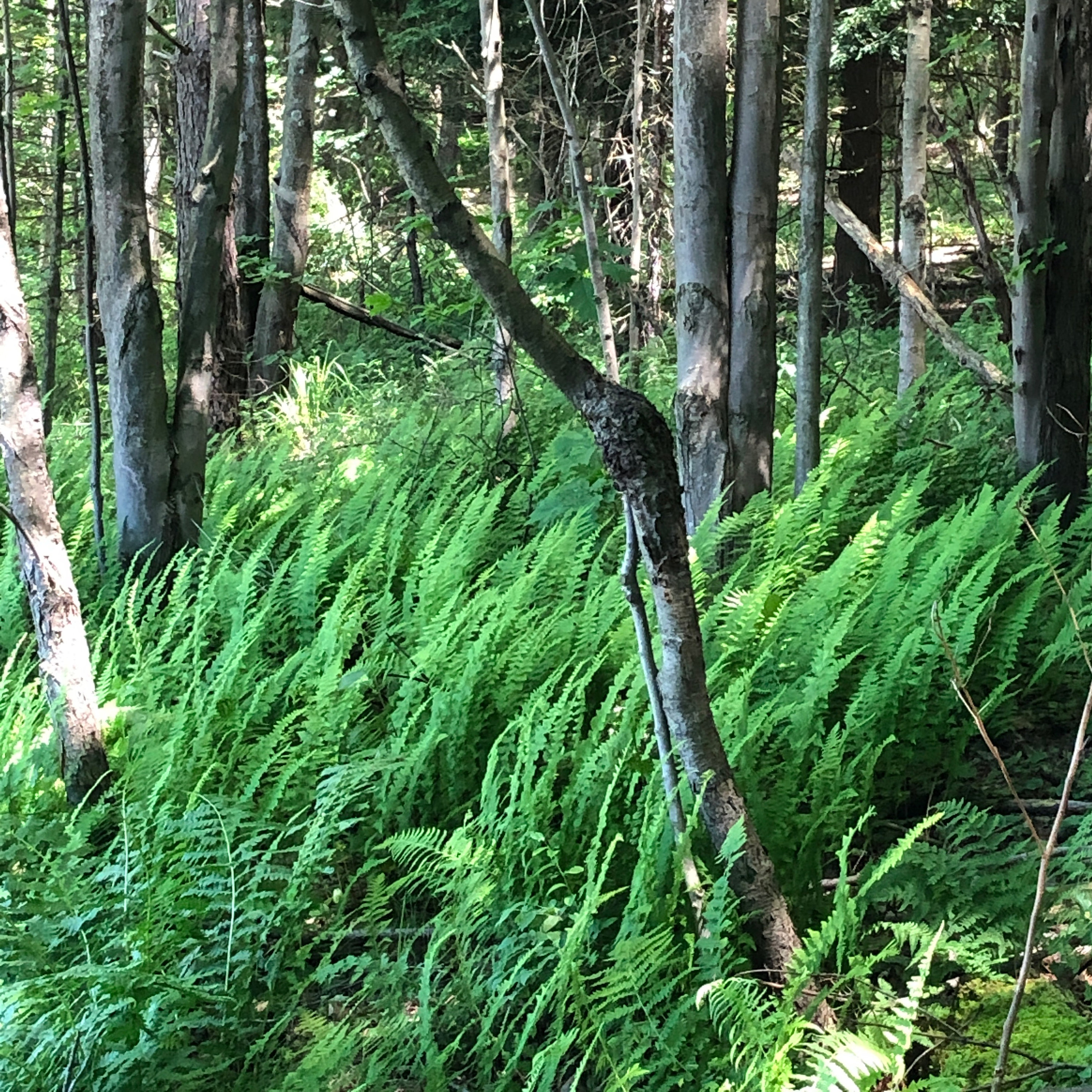 Photo Of Marginal Wood Fern In Winter