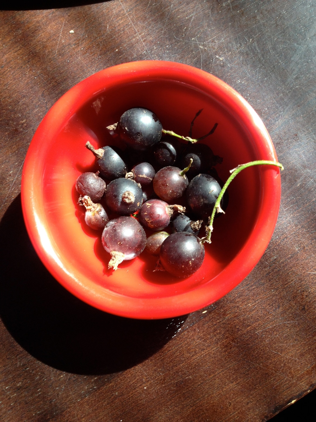 Jostaberry Ribes Nidigrolaria 5+ Seeds - Etsy