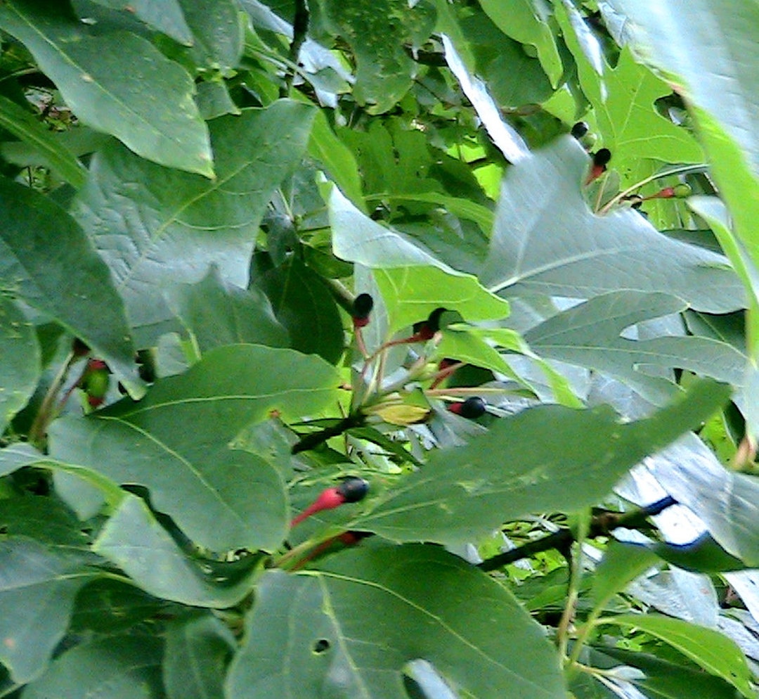 5 Sassafras Albidum Seeds - Grow Your Own Trees - Etsy